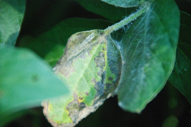 ID of Late-Season Soybean Diseases - Titan Pro