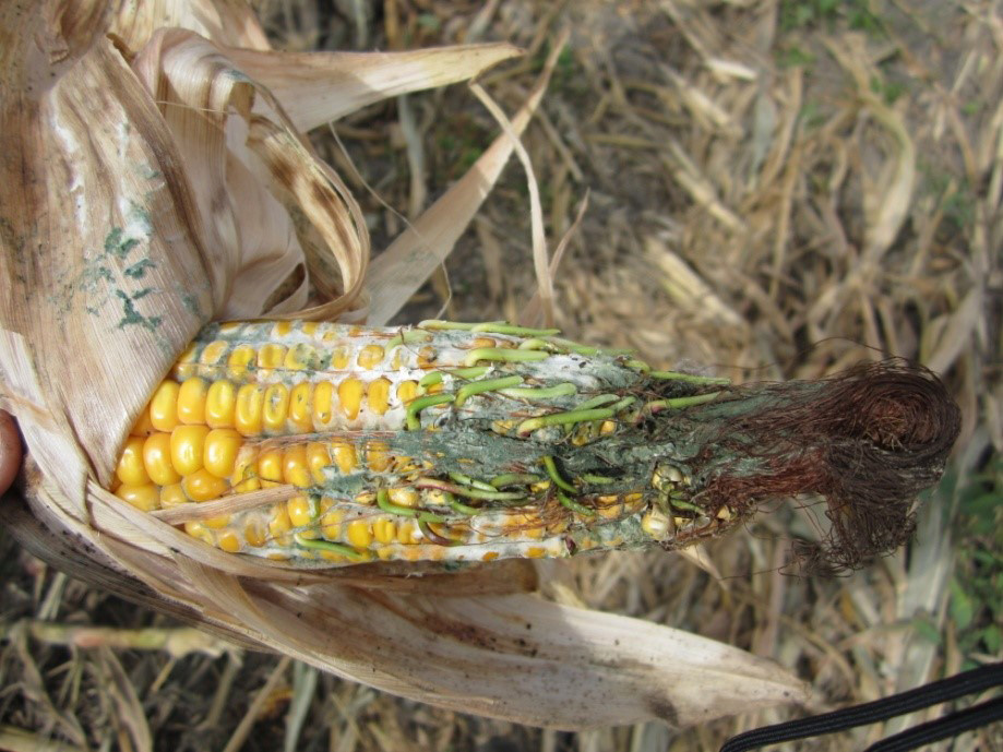 Ear Rots, Molds, and Mycotoxin Management - Titan Pro